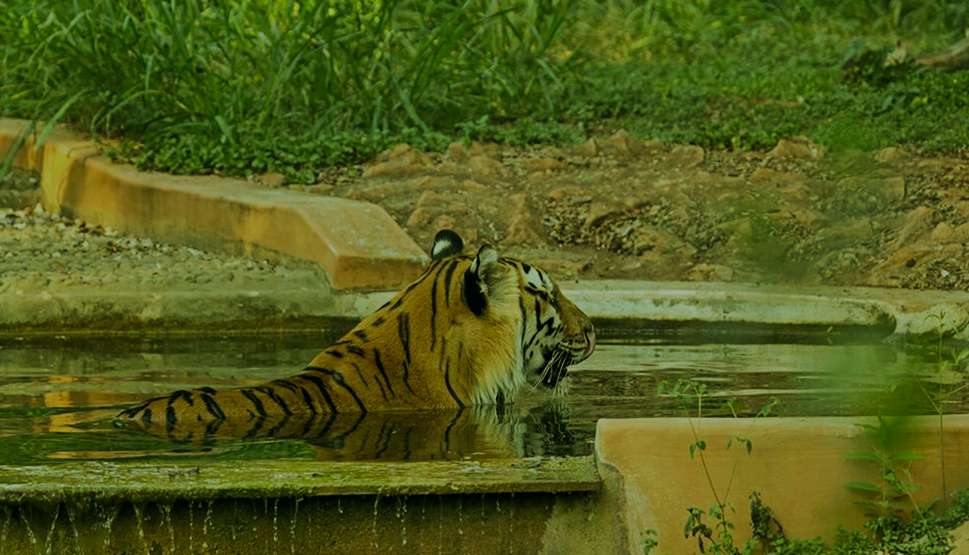 Mysuru Palace - Jambu Savari | Mysore Dasara | Karnataka Tourism